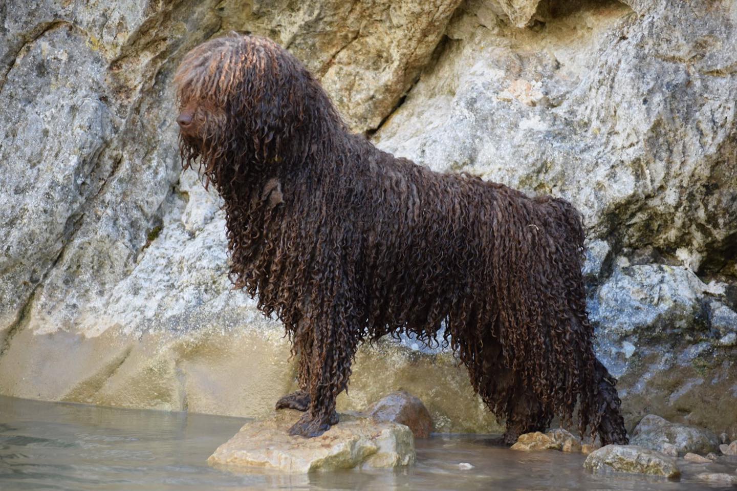 Cómo elegir al semental ideal de Perro de Agua Español: un enfoque ...